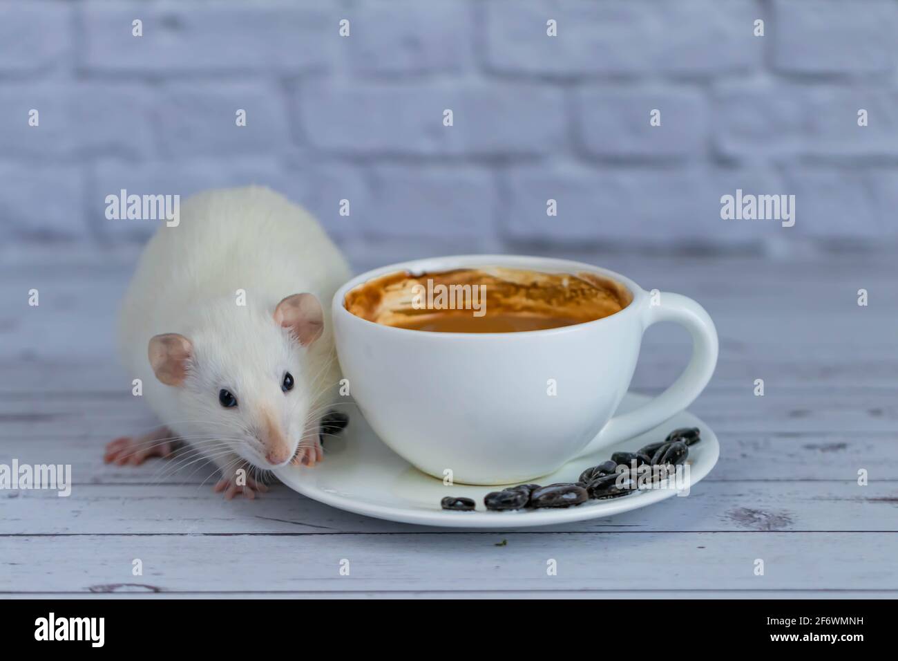 A cute and funny little white decorative rat sits next to a coffee cup ...