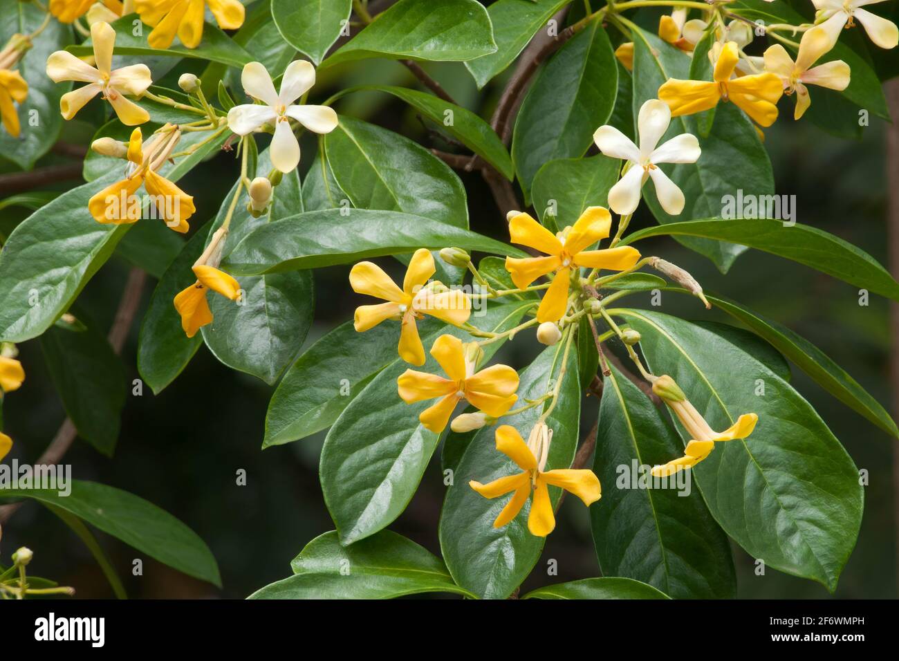 Sydney Australia, yellow flowers of the native Hymenosporum flavum or ...