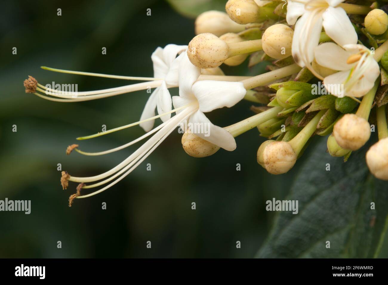 Sydney Australia, close-up of an open flower of a clerodendrum ...
