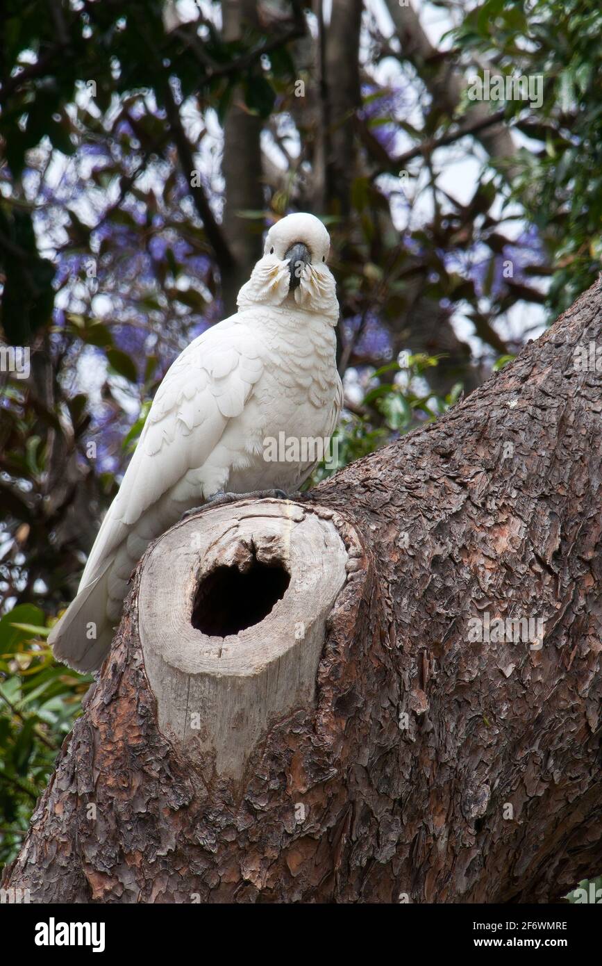 Sydney Australia, sulphur crested cockatoo perched in tree above ...
