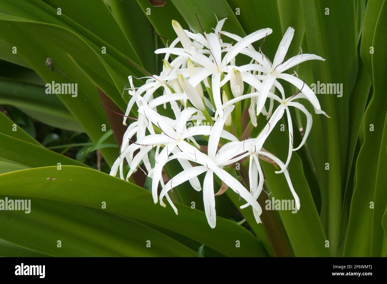 Sydney Australia, white flower cluster of a crinum pedunculatum or ...