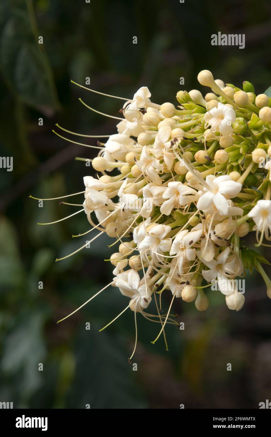 Sydney Australia, flowerhead of a clerodendrum floribundum or lolly ...