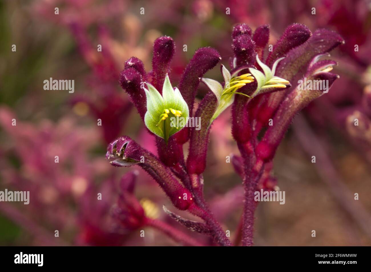 Sydney Australia, maroon kangaroo paw flower stem Stock Photo - Alamy