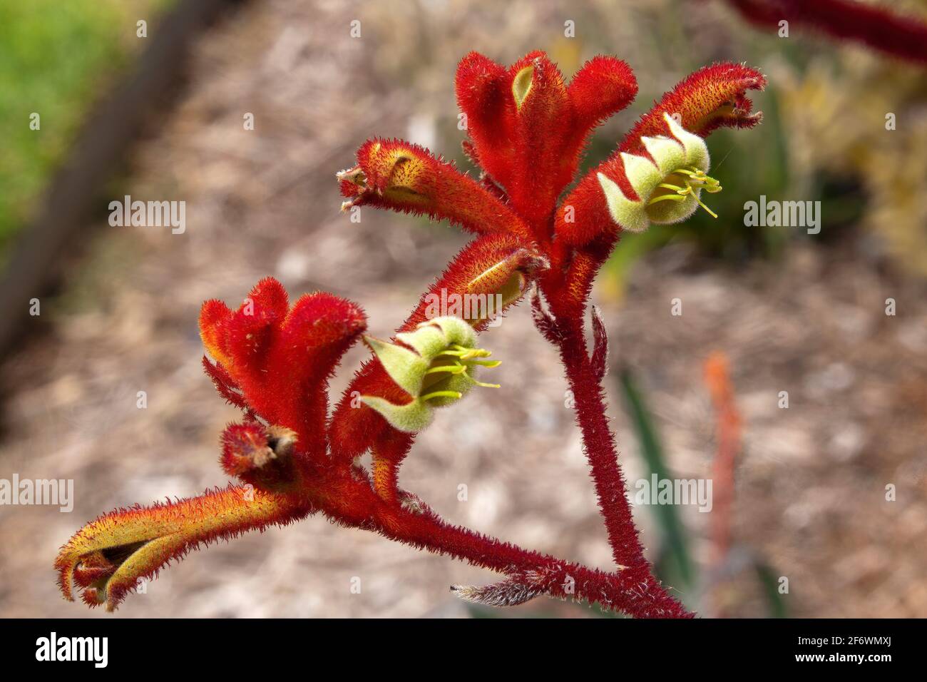 Kangaroo paw plant hi-res stock photography and images - Alamy