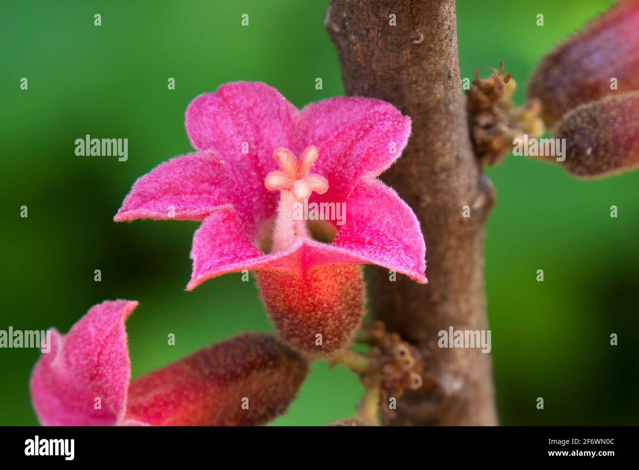 Australian kurrajong flowers hi-res stock photography and images - Alamy