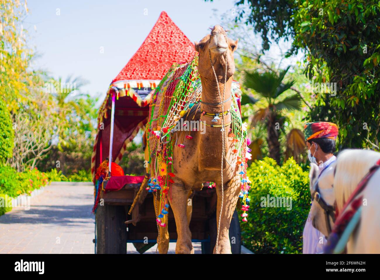 Decorated Bridle High Resolution Stock Photography and Images - Alamy