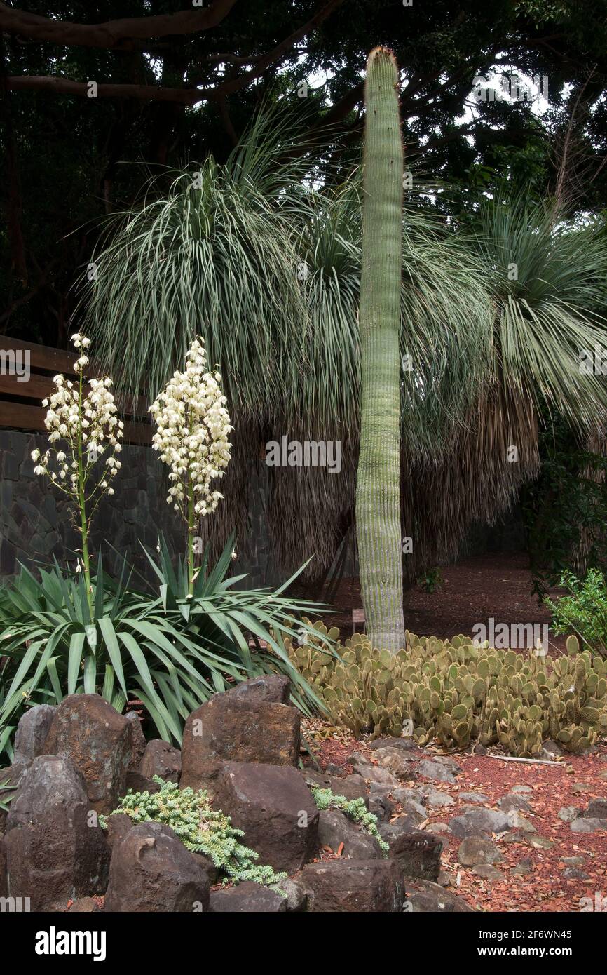 Sydney Australia, cactus garden with flowering yucca's Stock Photo - Alamy