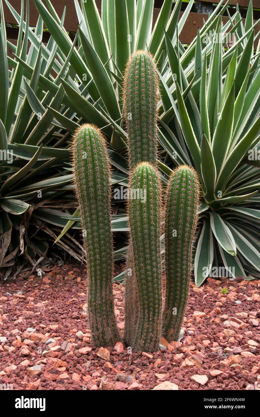 Sydney Australia, echinopsis spachiana or white torch cactus plants ...