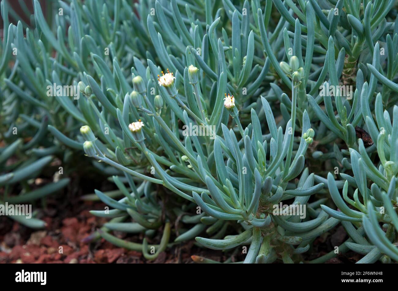 Sydney Australia, close up of small white flowers and leaves of senecio ...