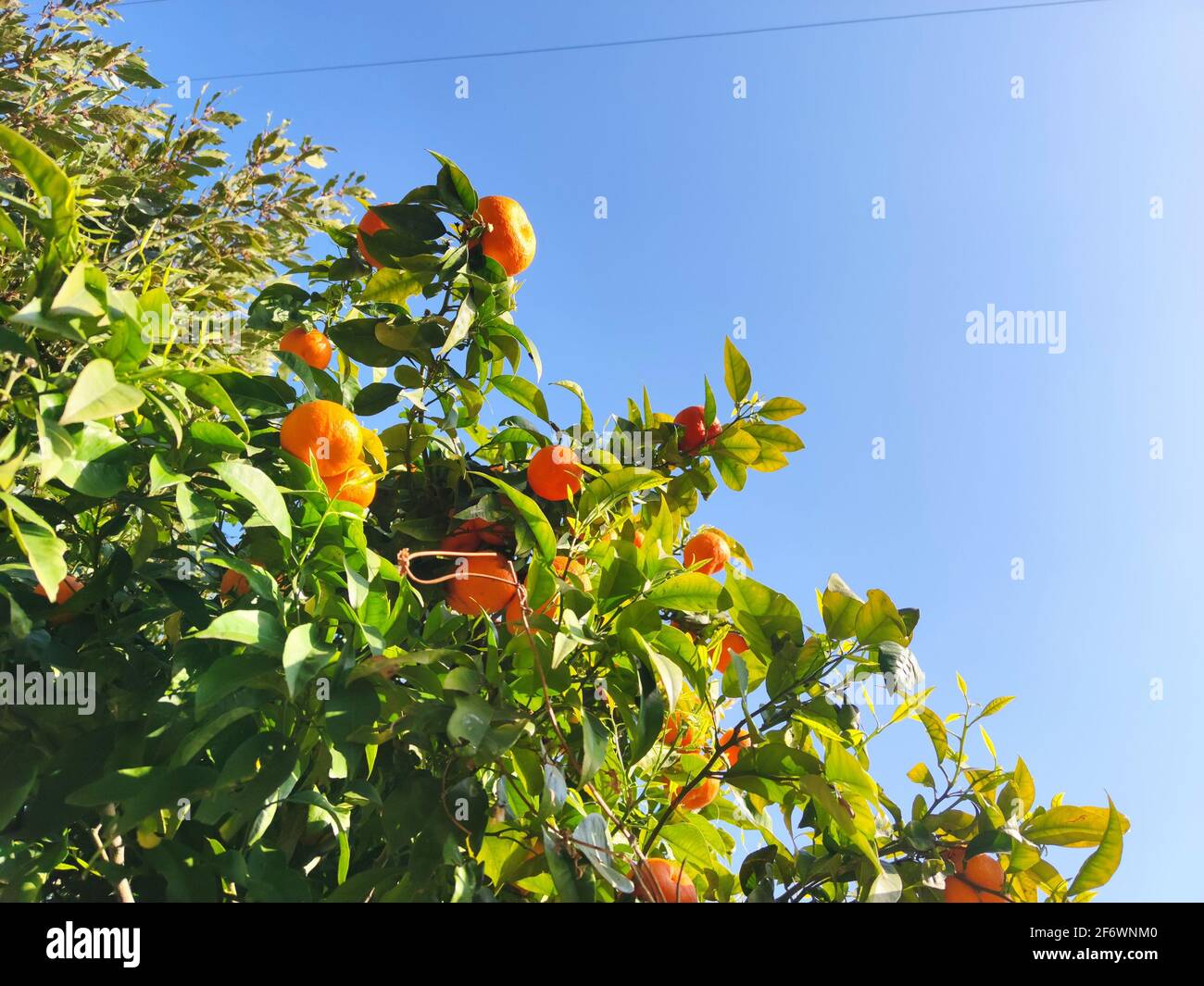 orange fruit tree Ivy on medieval alley of Sant Ilario village Genoa ...