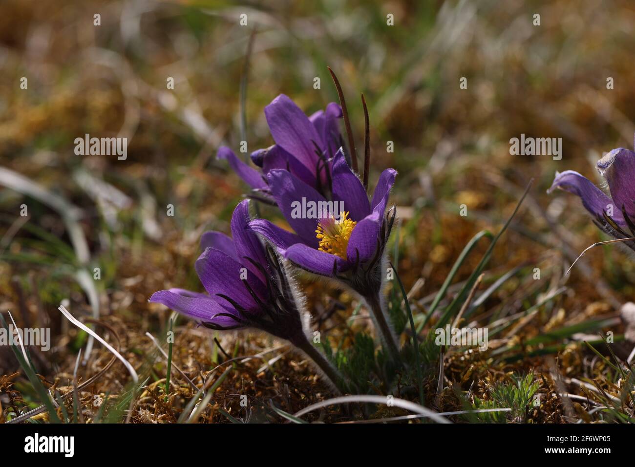 Beautiful purple fluffy flower Oriental Pulsatilla patens pasqueflower ...