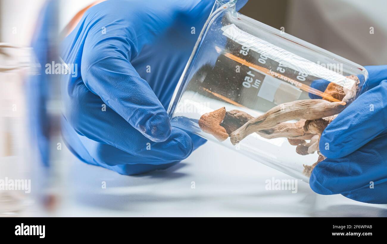 Magic Mushrooms in laboratory. Psilocybin science and research. Person ...