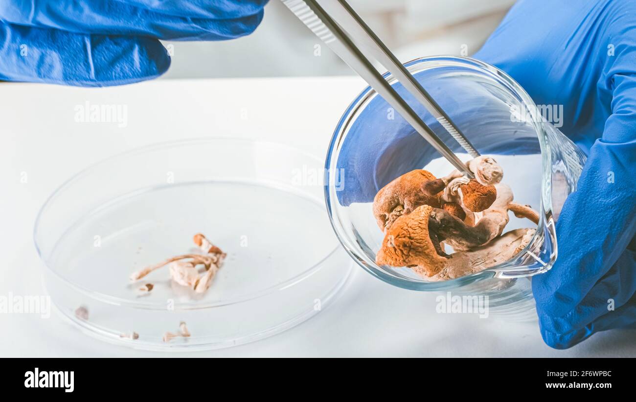 Magic Mushrooms in laboratory. Psilocybin science and research. Person ...