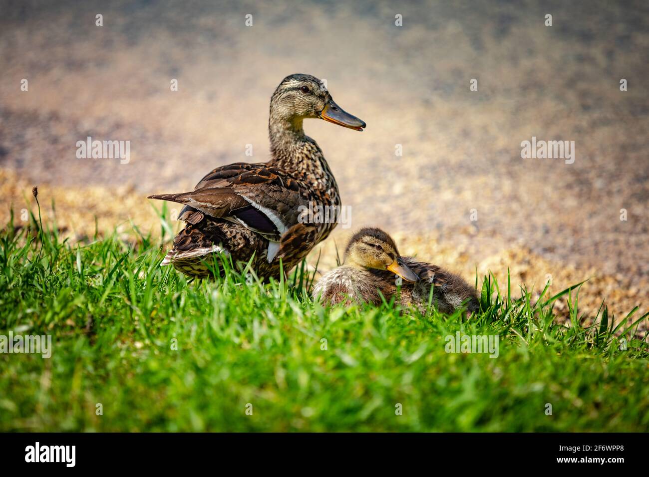 Hallstatt duck hi-res stock photography and images - Alamy