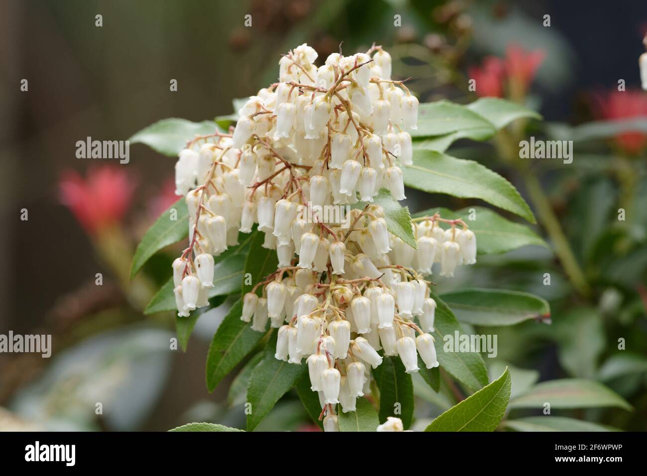 Pieris japonica, bell-shaped flowers of Japanese andromeda or Japanese ...