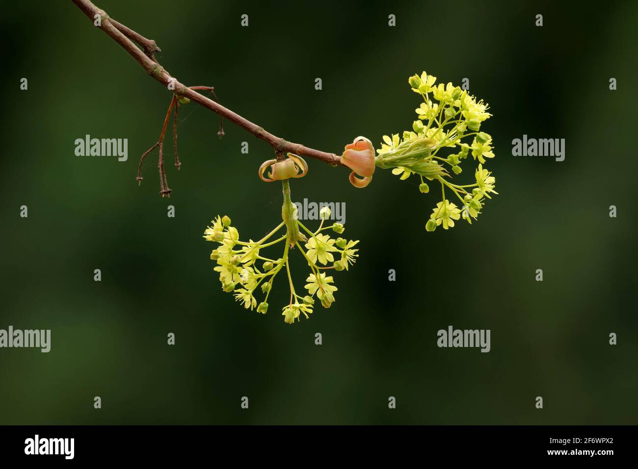 Very young maple tree in the forest in spring hi-res stock photography ...