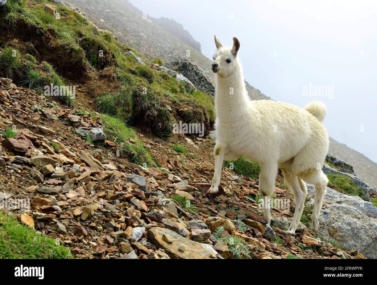 Llama (lama glama), mammal living in the South American Andes Stock ...