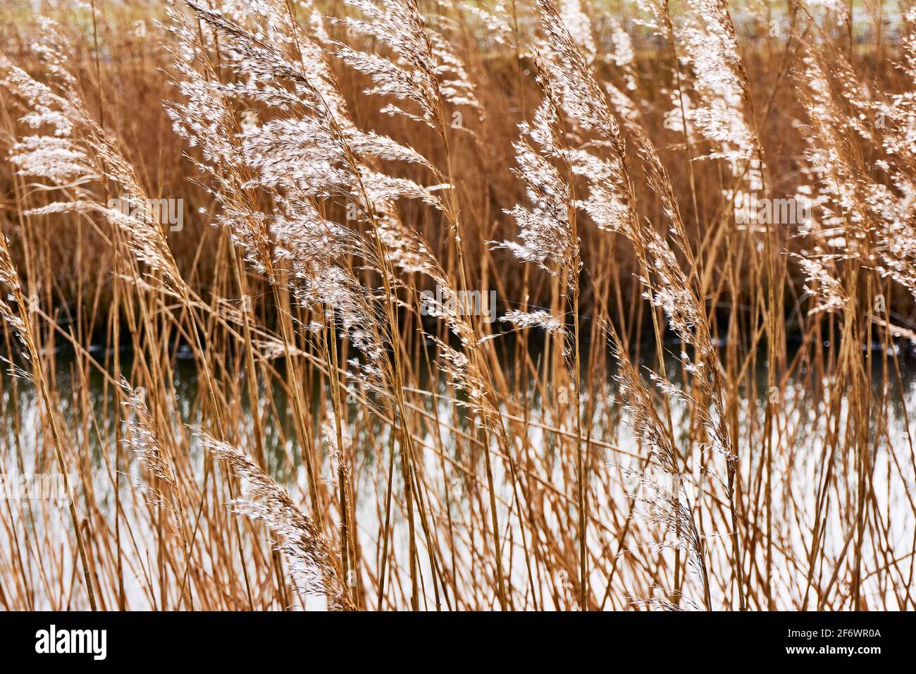 Backlit waving brown reed with white plumes in front of water in winter ...