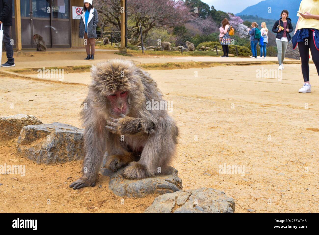 Kyoto, Japan - March 30th 2019; Arashiyama Monkey park Iwatayama Stock Photo - Alamy