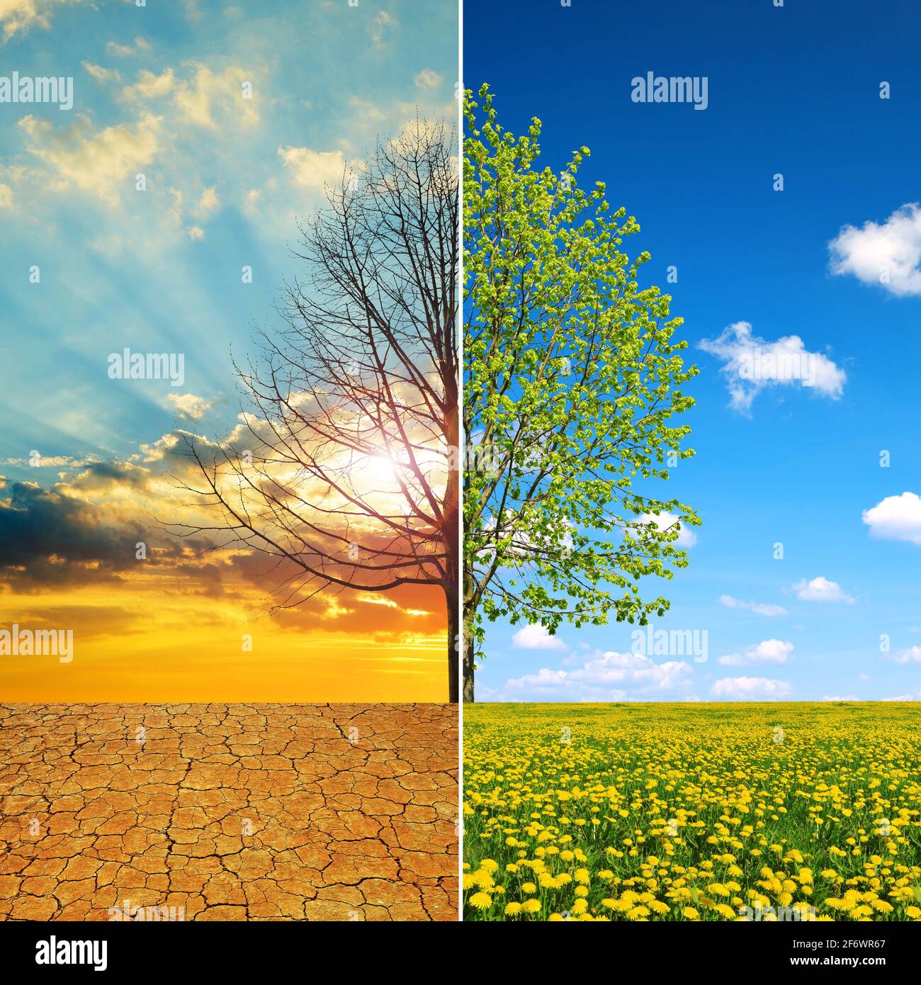 Dry country with cracked soil and dandelions on meadow with tree ...