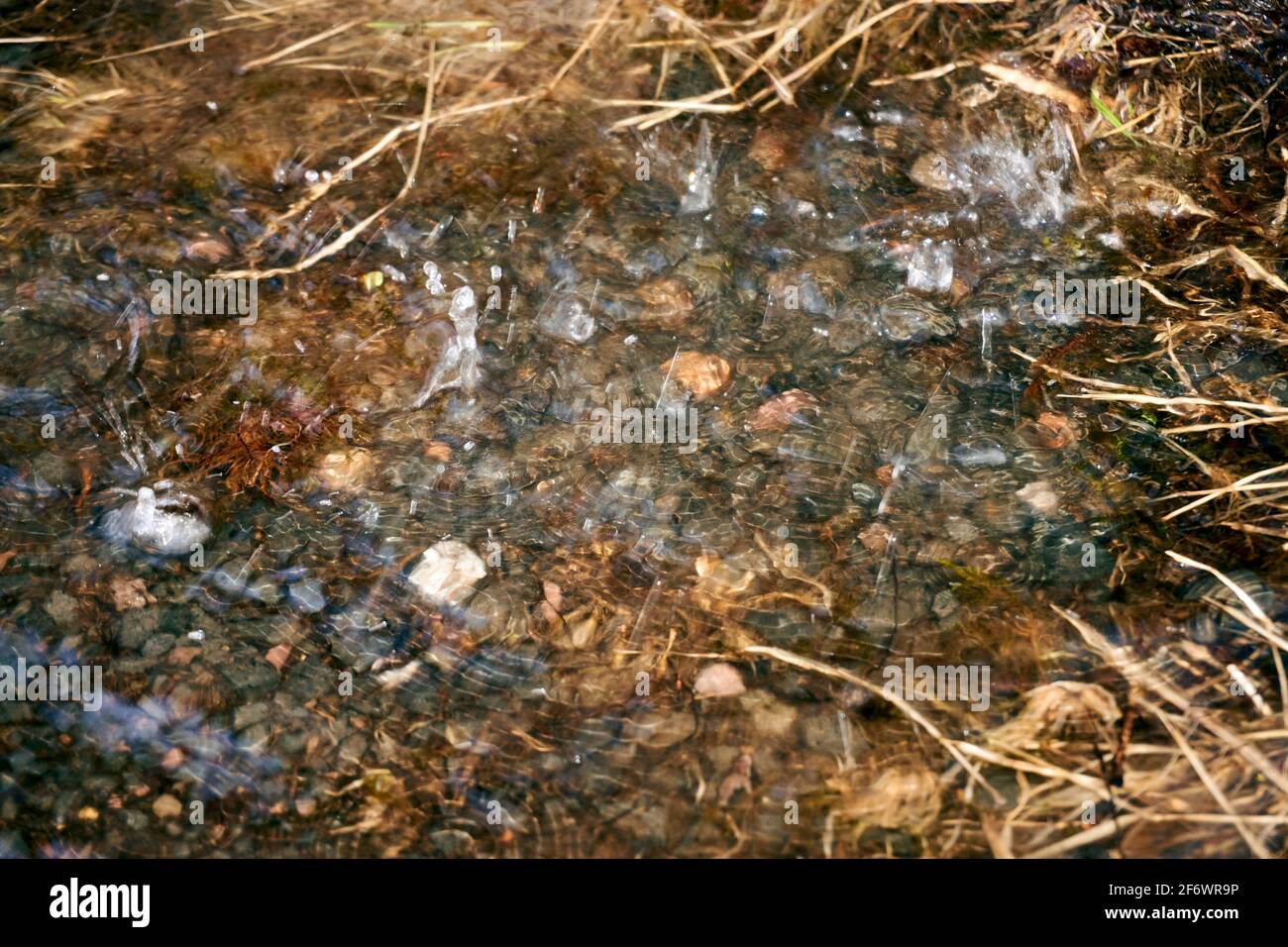 Big puddle: the rain drops falling in a puddle and drops of water on ...