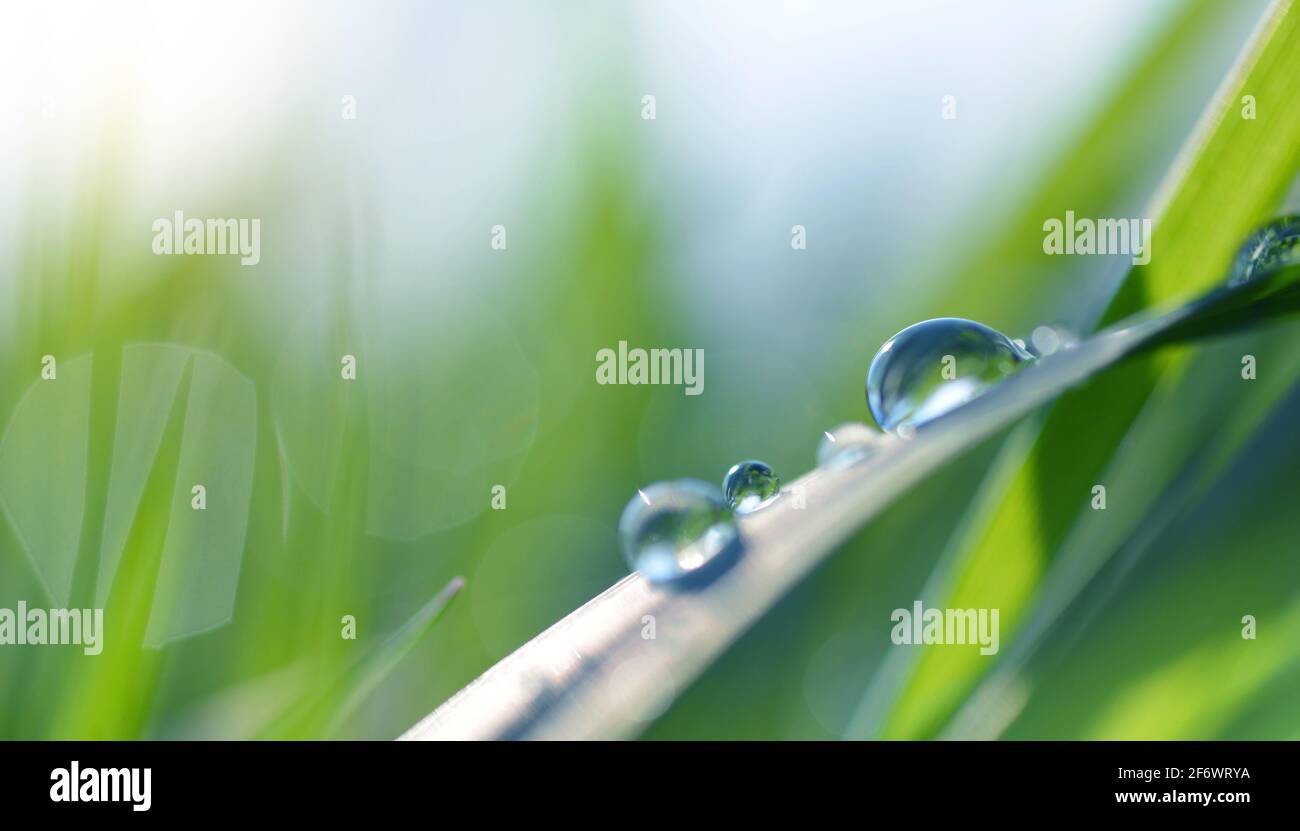 Transparent drops of water dew on fresh green grass close up.Natural ...