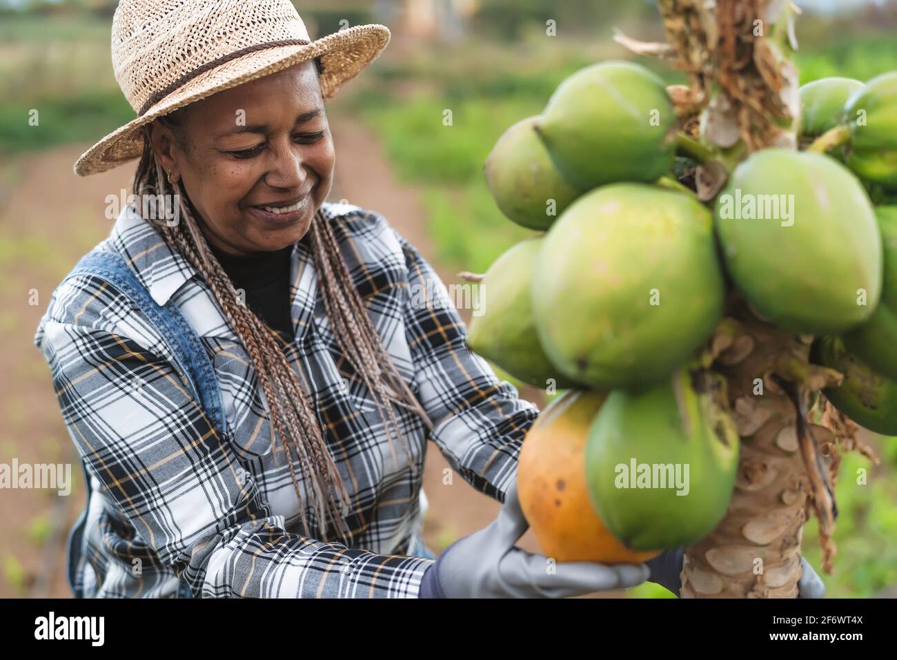 Senior African farmer working in countryside picking up organic papaya ...