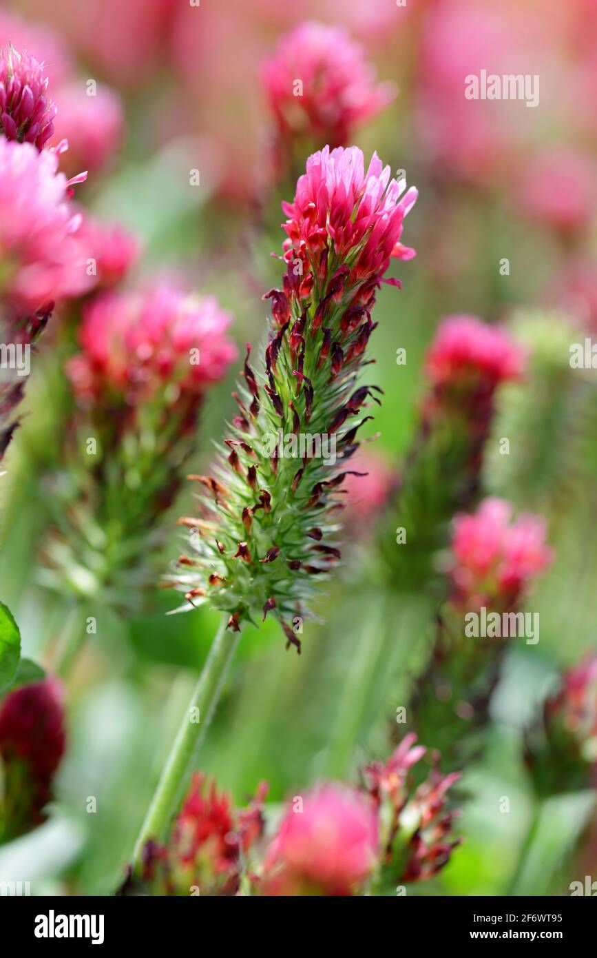 Field of flowering crimson clovers (Trifolium incarnatum) close up ...