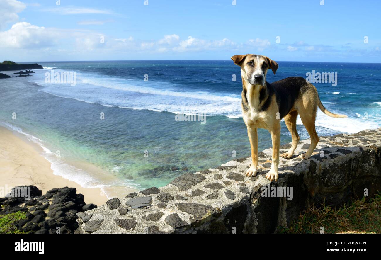 On the indian ocean island of mauritius hi-res stock photography and ...