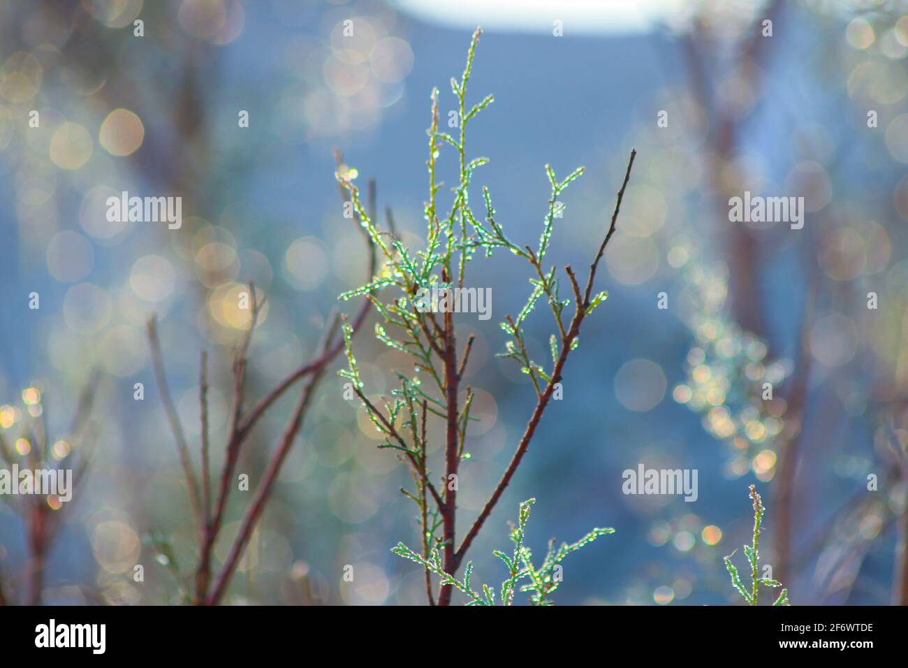 Diverse ecosystem forest animal hi-res stock photography and images - Alamy