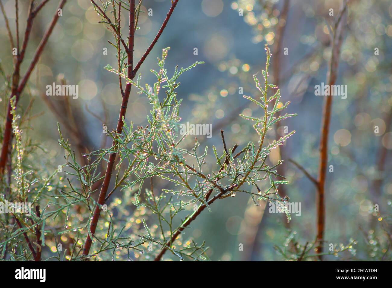 Biodiversity bio diversity diverse diversity hi-res stock photography ...