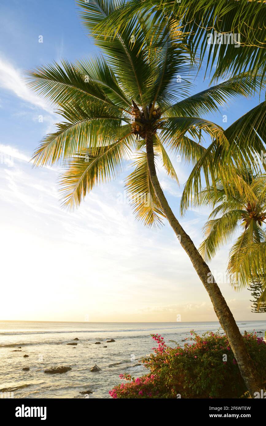 Coconut tree at tropical coast of Mauritius island at sunset. Indian ...