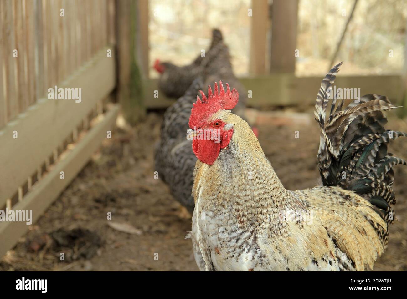 rooster cockerel on blurred background stock photo Stock Photo - Alamy