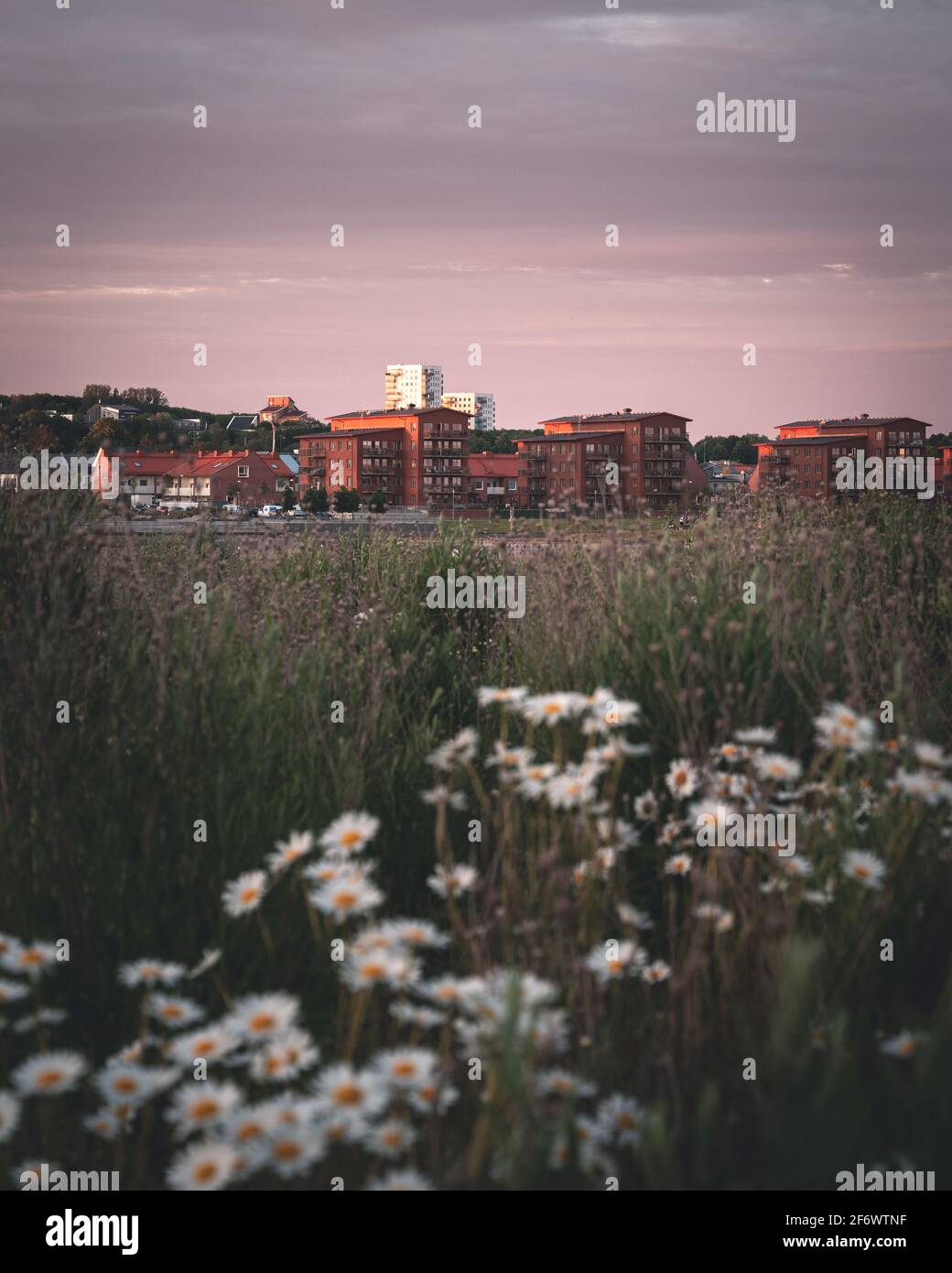 Flowers in overgrown field with the suburbs of Lund Sweden visible in ...