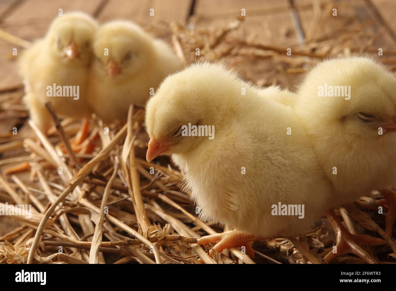 poultry farming - the newly hatched yellow chicks Stock Photo - Alamy