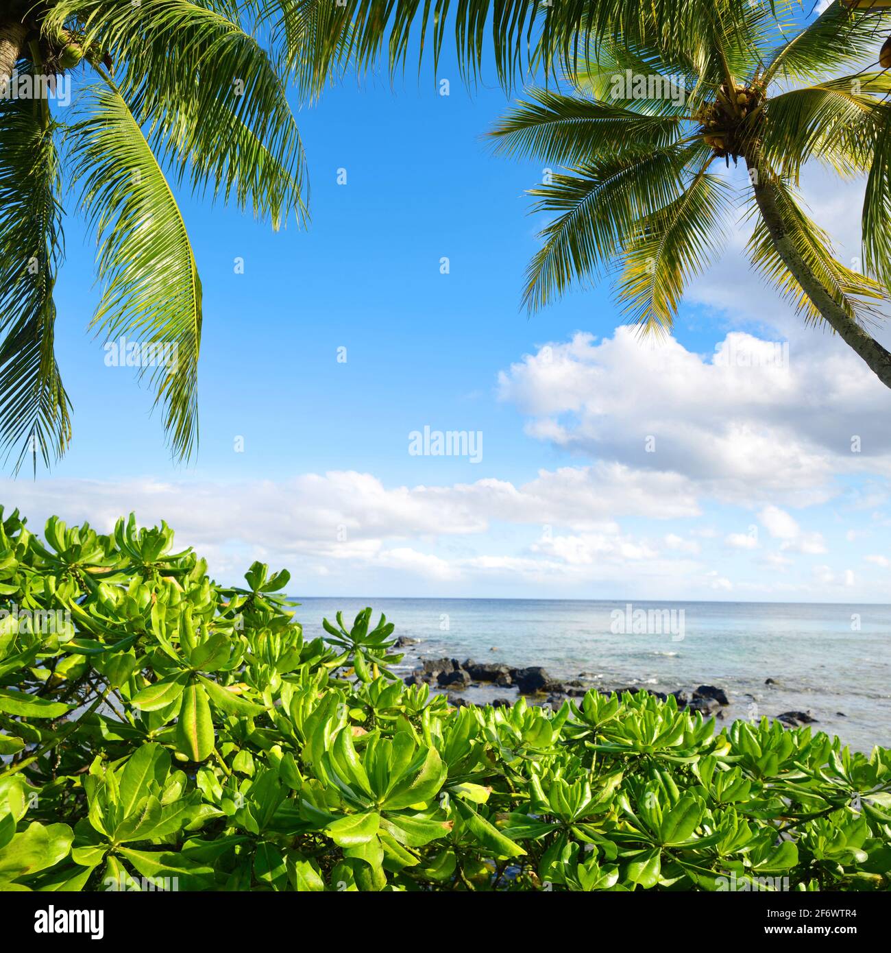 Mangroves and coconut palm trees on west coastline of Mauritius island ...