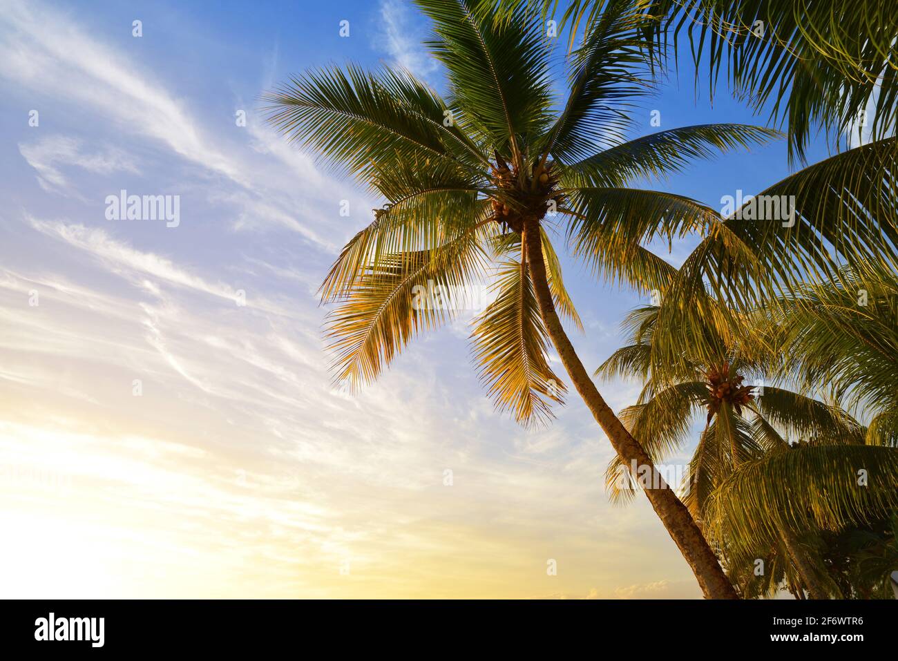 Coconut palm tree at tropical coast of Mauritius island at sunset Stock ...