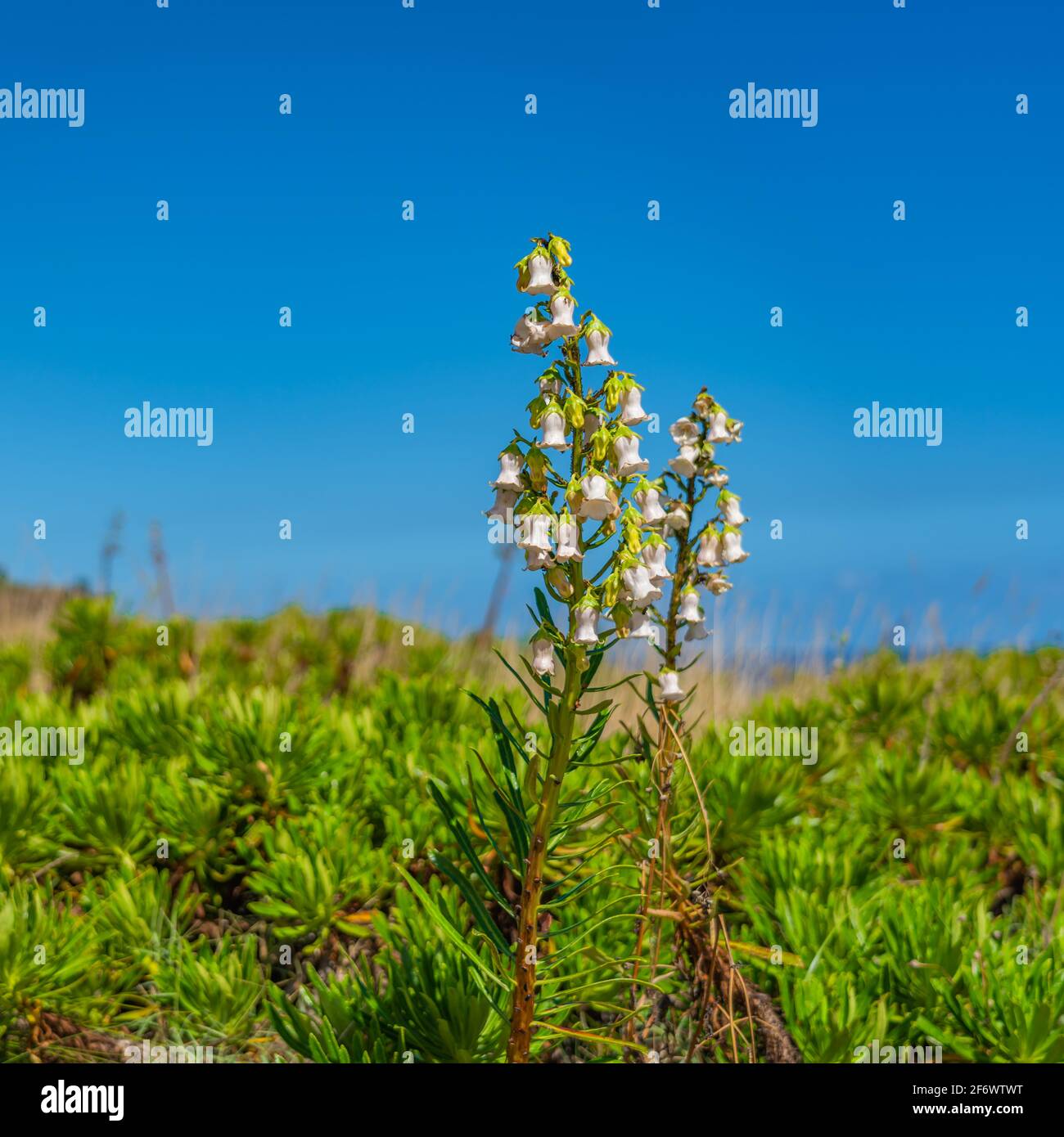 Green fields with shore azores hi-res stock photography and images - Alamy