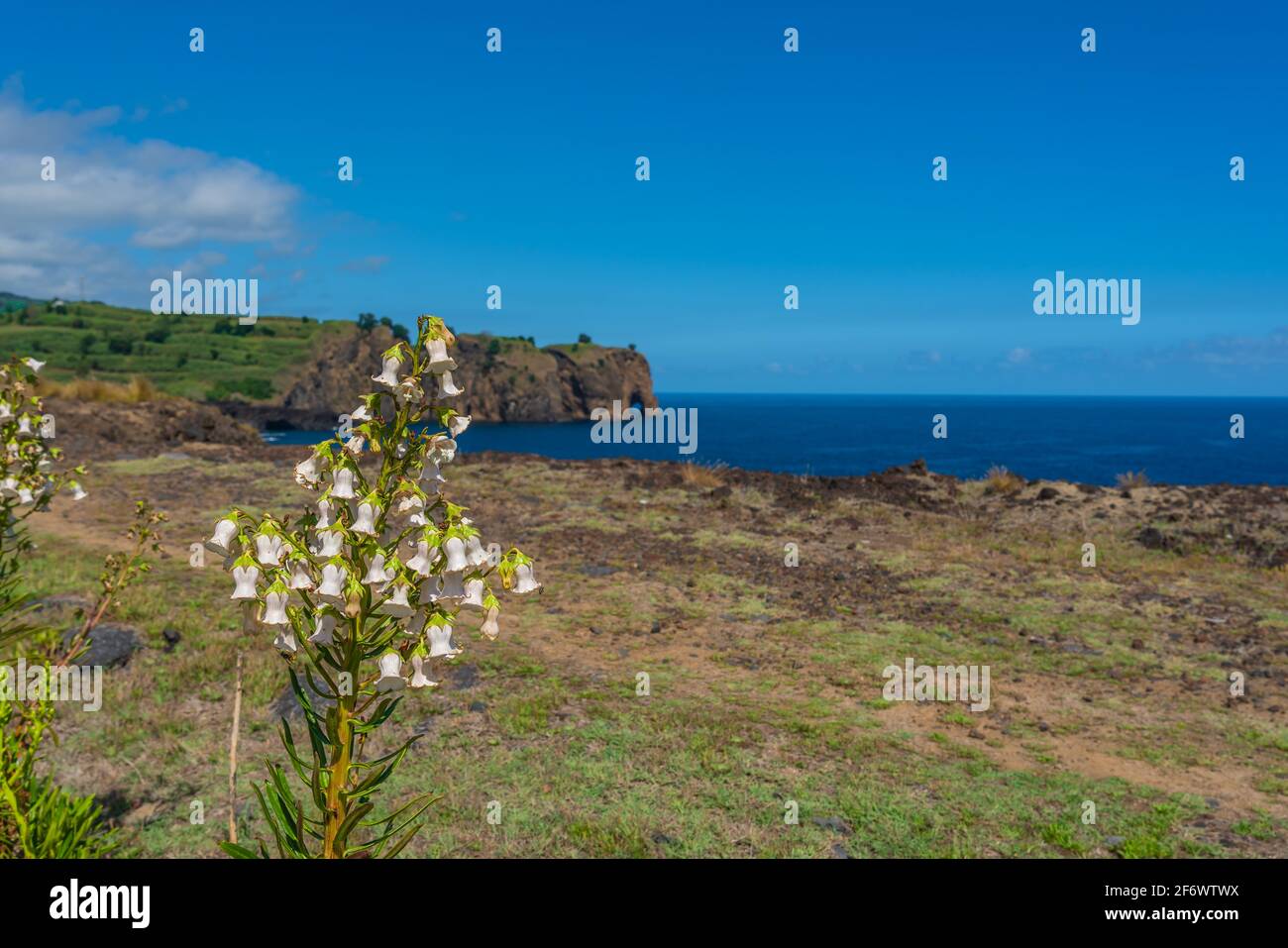 Azores flower hi-res stock photography and images - Alamy