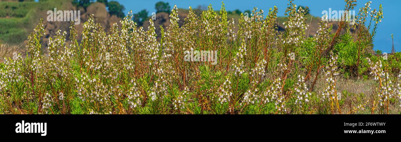 Green fields with shore azores hi-res stock photography and images - Alamy