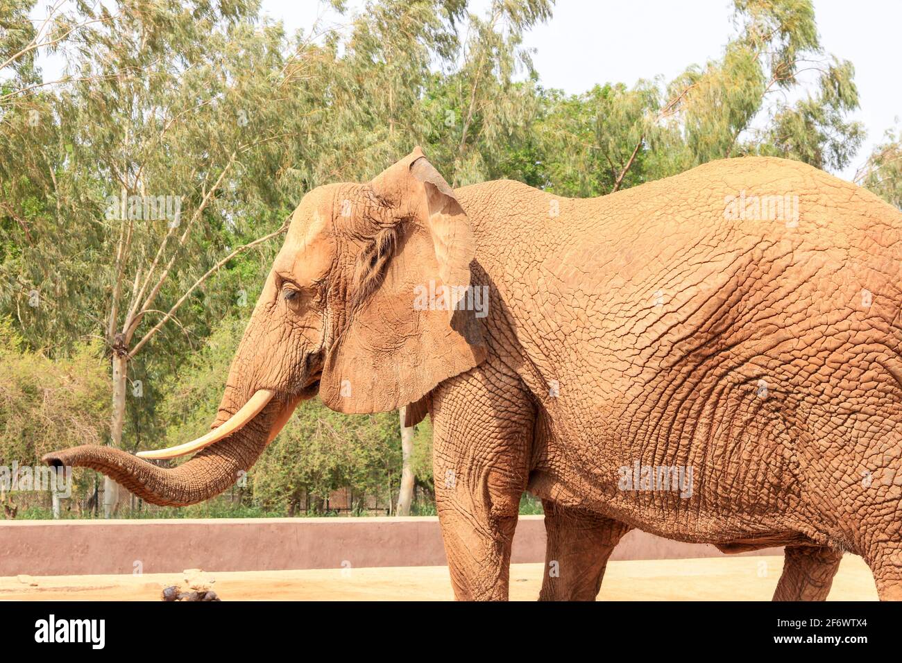 Blue elephant vector hi-res stock photography and images - Alamy