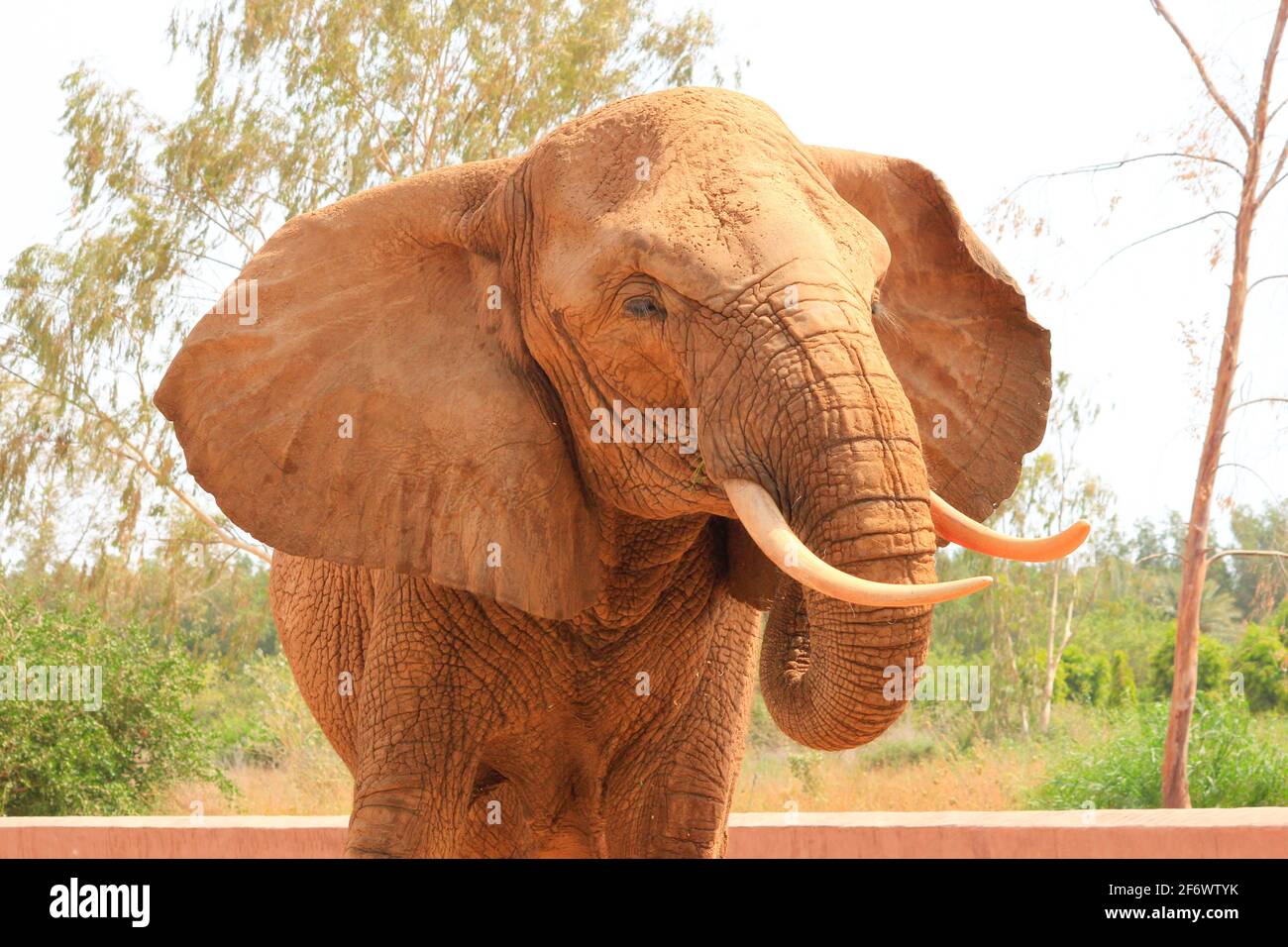 african elephant body texture Stock Photo - Alamy