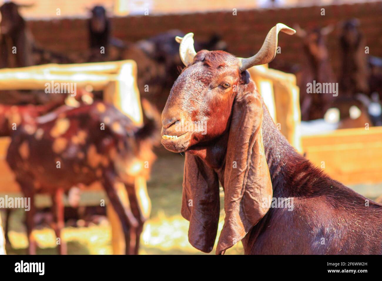 Goat Farm Desert Saudi Arabia Stock Photo - Alamy