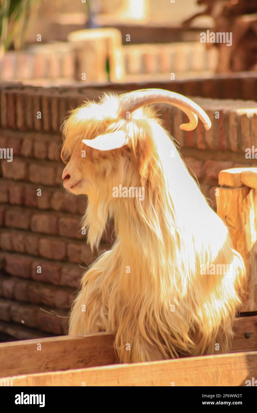 Goat Farm Desert Saudi Arabia Stock Photo - Alamy