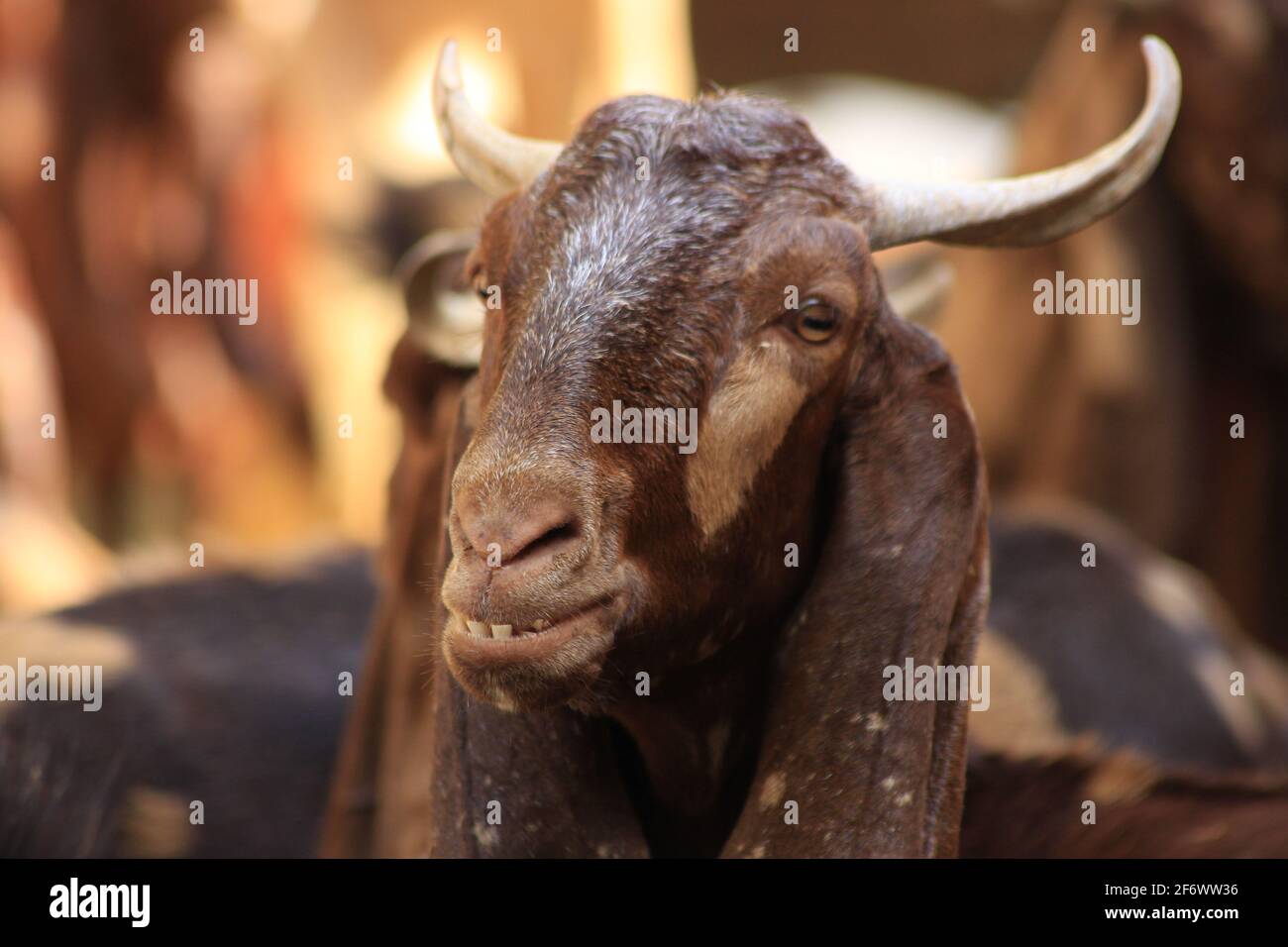 Goat Farm Desert Saudi Arabia Stock Photo - Alamy