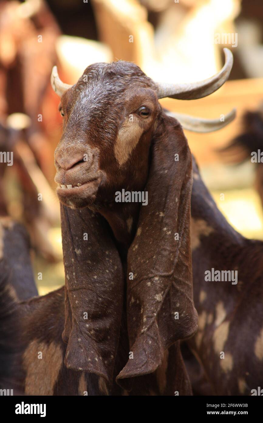 Goat Farm Desert Saudi Arabia Stock Photo - Alamy