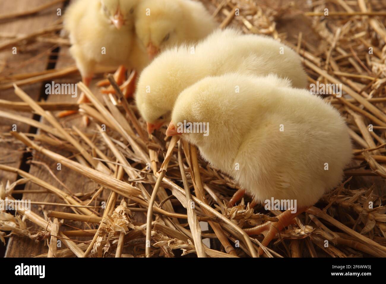 poultry farming - the newly hatched yellow chicks Stock Photo - Alamy