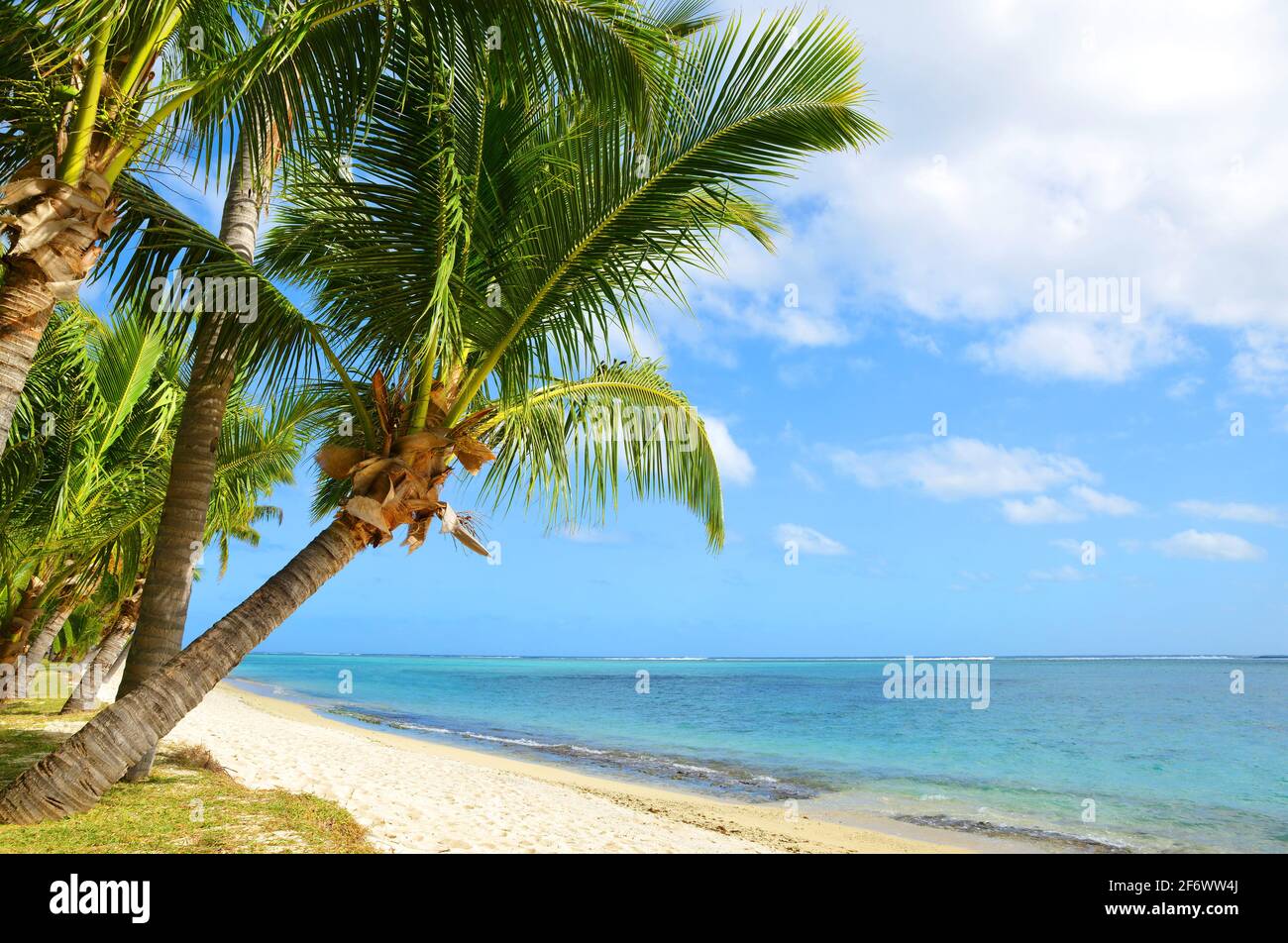Coconut palm trees on tropical sandy beach of Mauritius island. Indian ...