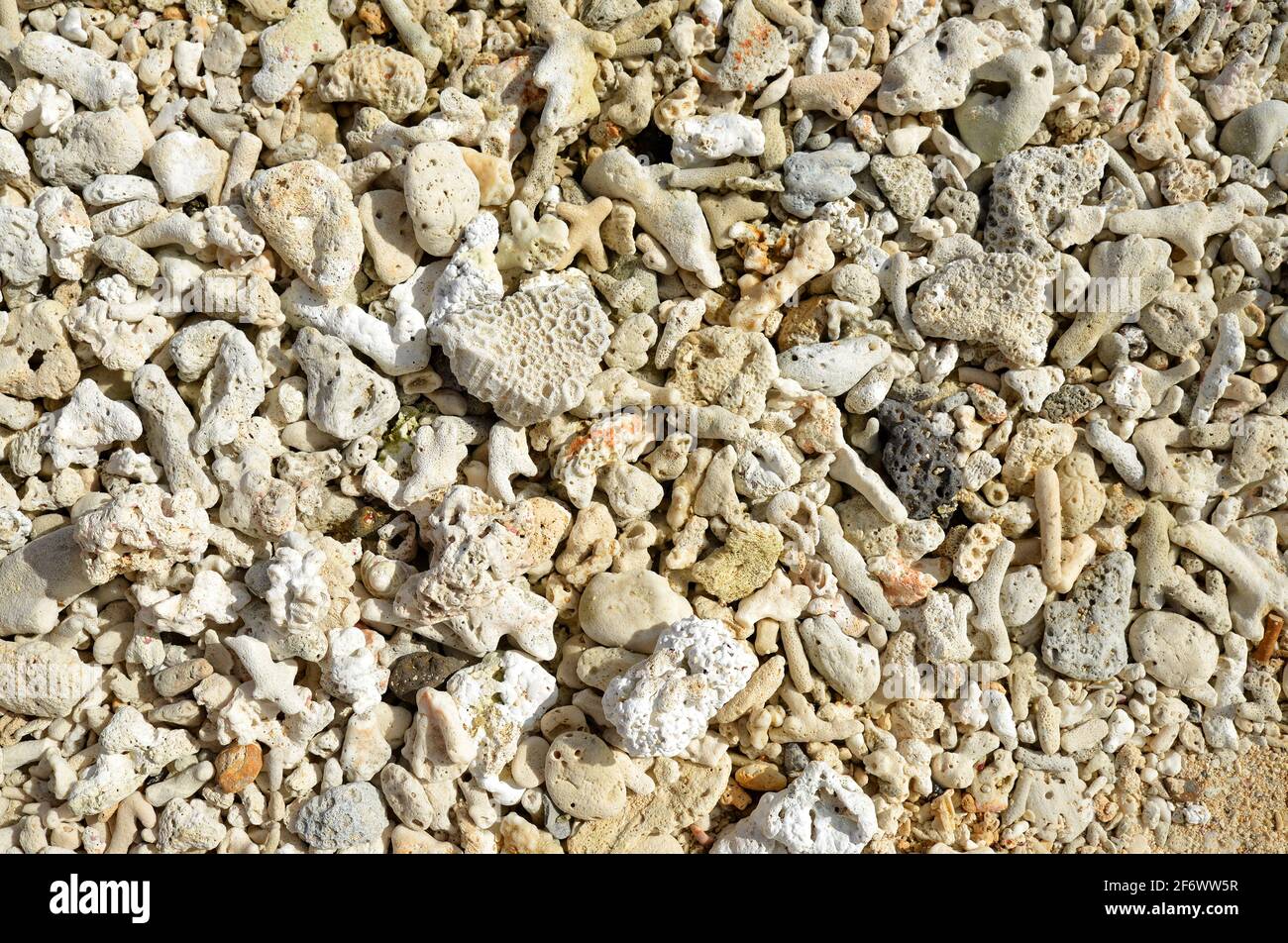 Dead coral hi-res stock photography and images - Alamy