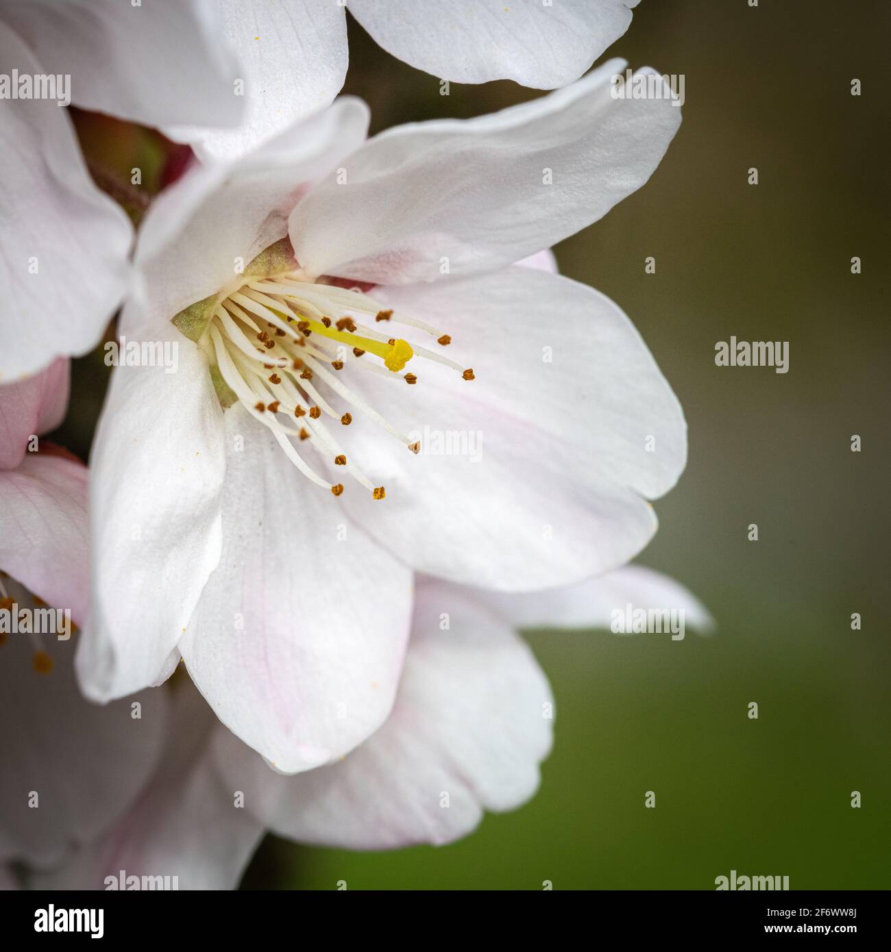 Cherry Blossom Close-Up Stock Photo - Alamy